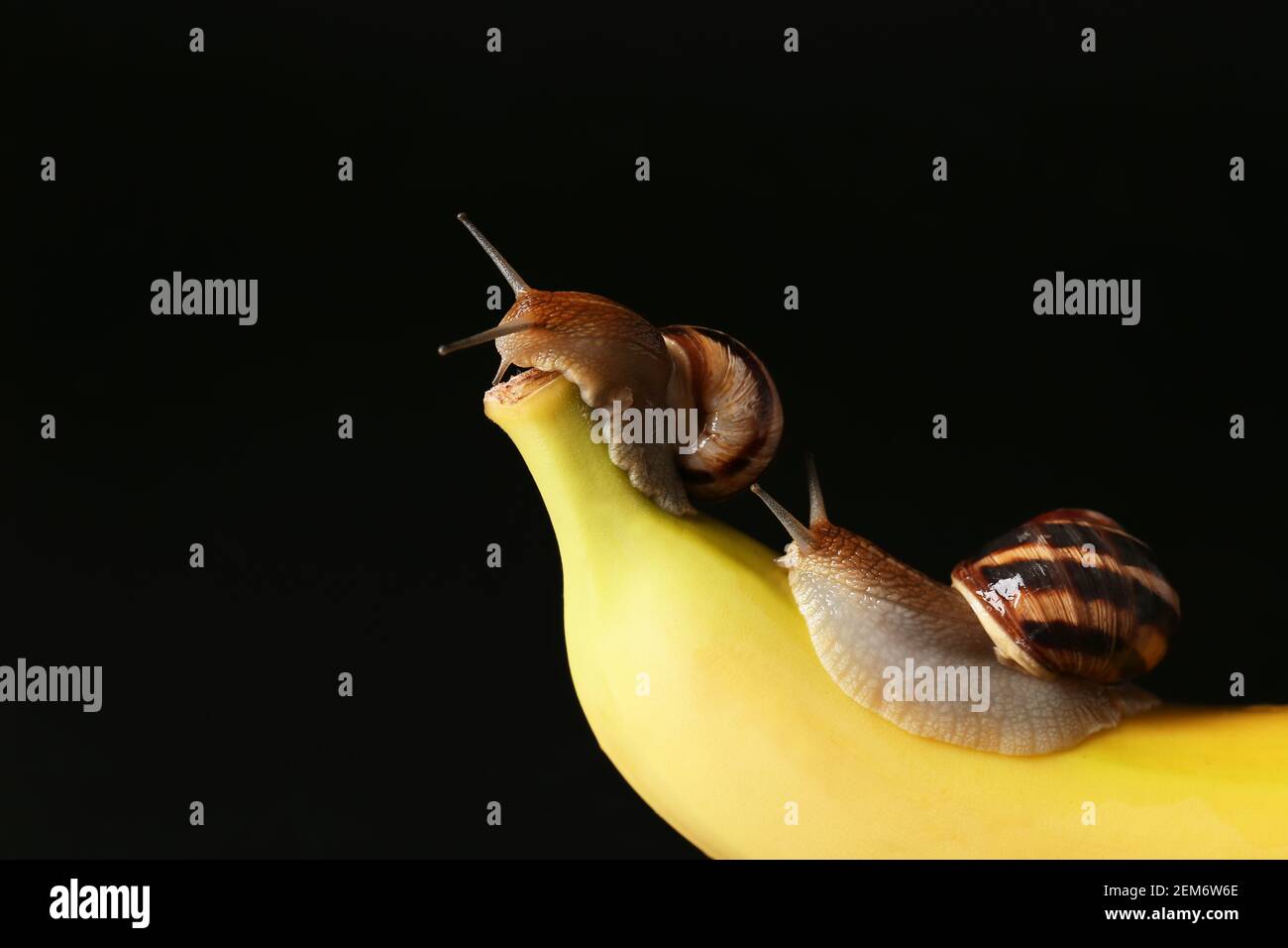 Snails and banana on dark background Stock Photo - Alamy
