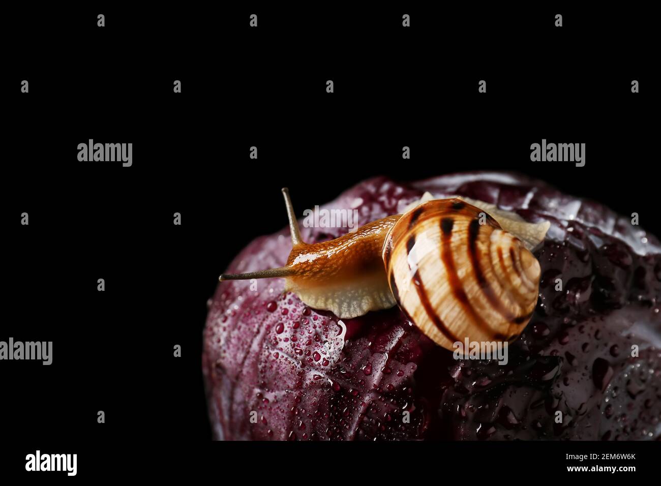 Cabbage snail hi-res stock photography and images - Alamy