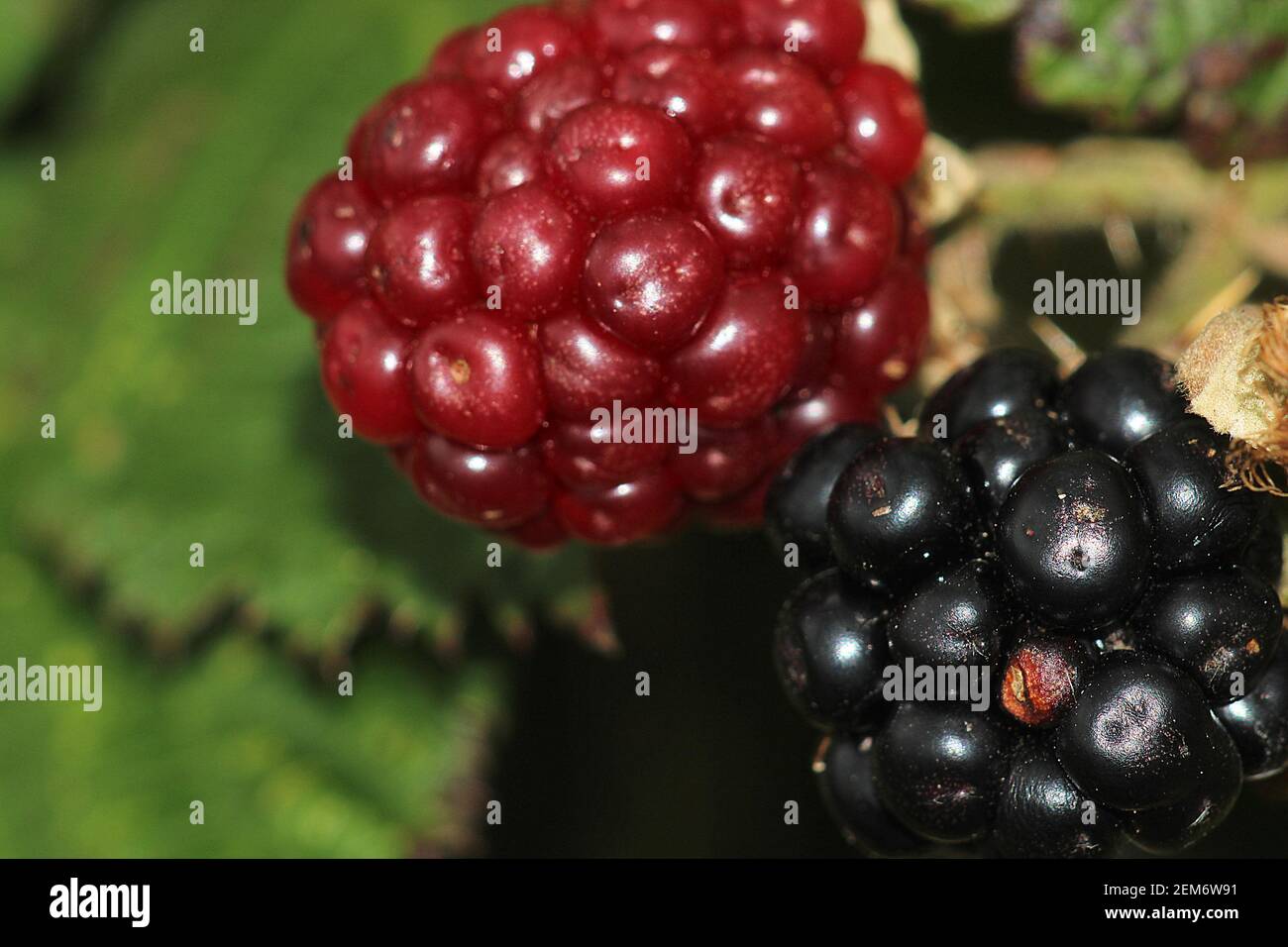 Stage of ripeness hi-res stock photography and images - Alamy