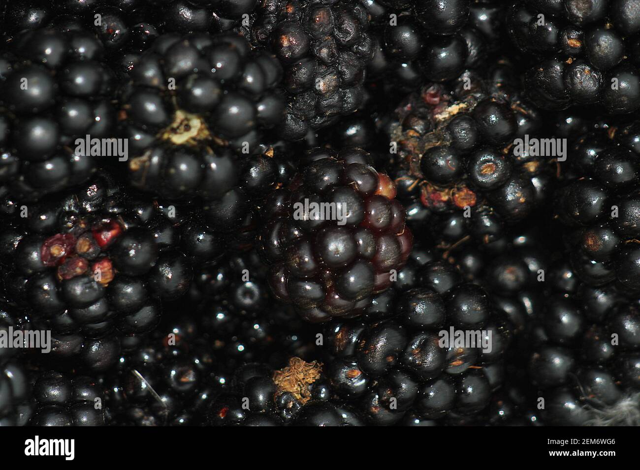 Stage of ripeness hi-res stock photography and images - Alamy