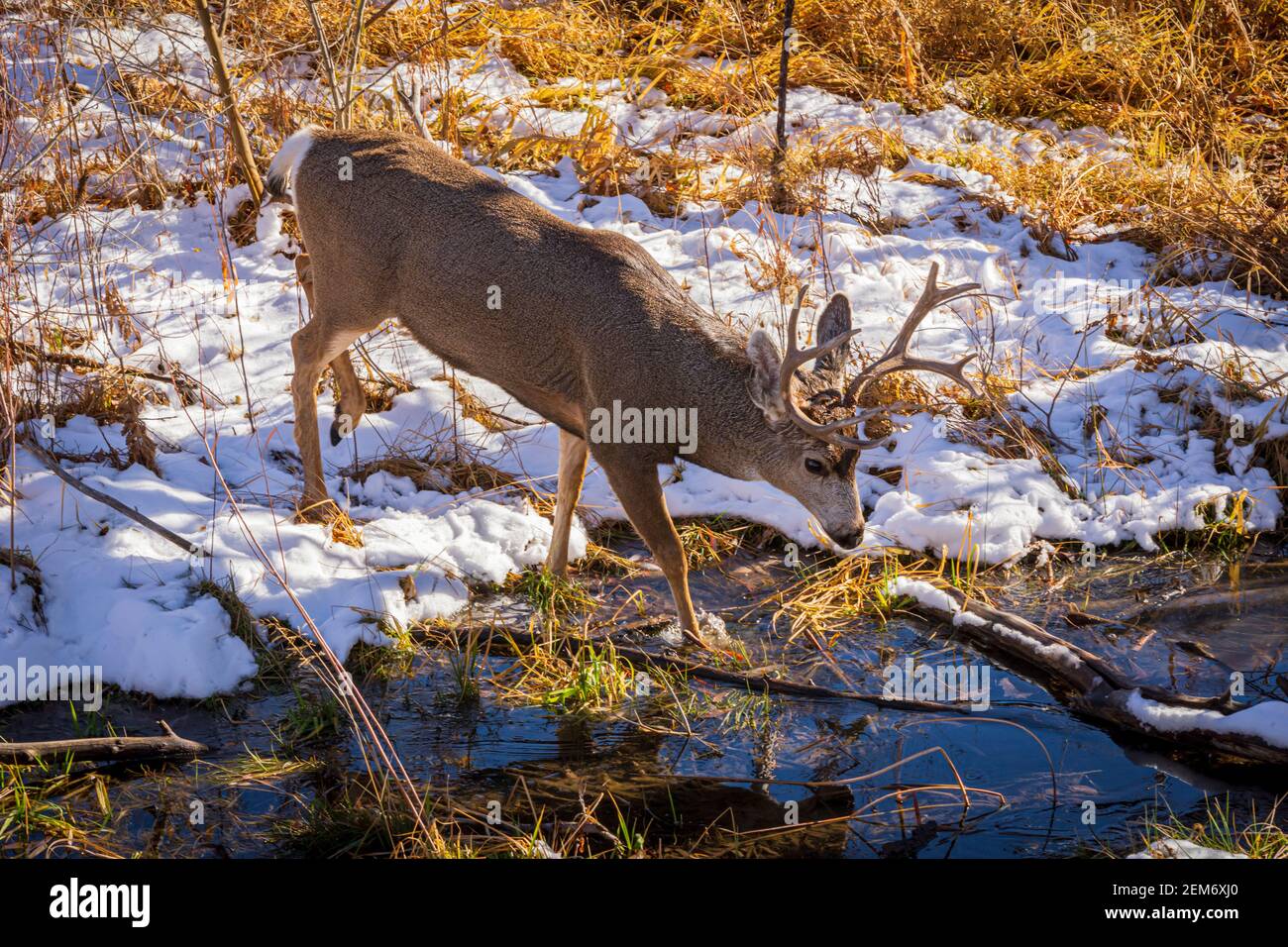 Rocky Mountain Mule Deer buck (Odocoileus hemiorus) crossing small ...