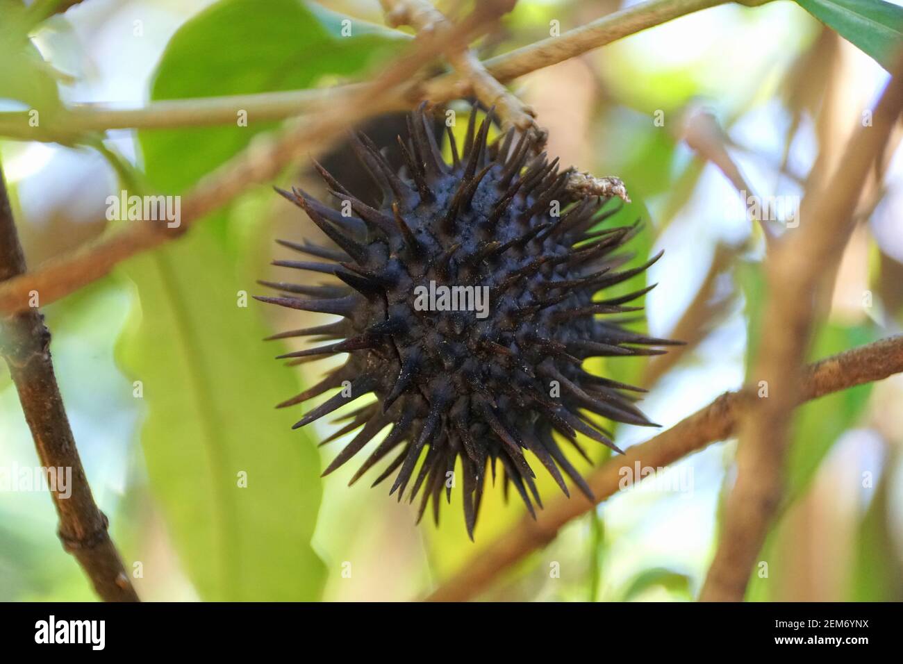 Black fruit hi-res stock photography and images - Alamy