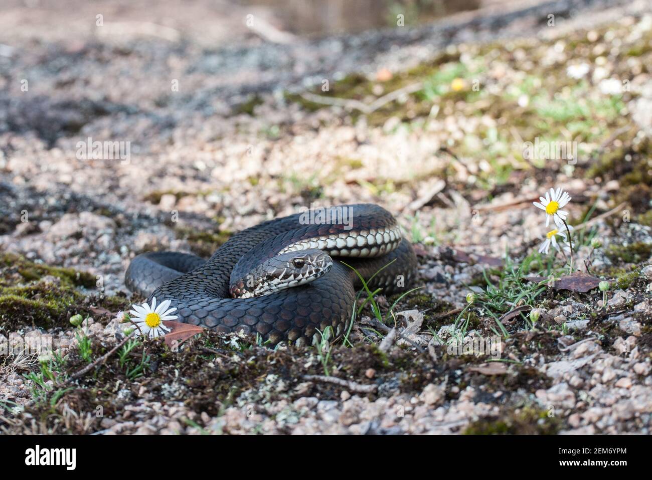 Close up of Australian Highlands Copperhead snake Stock Photo - Alamy