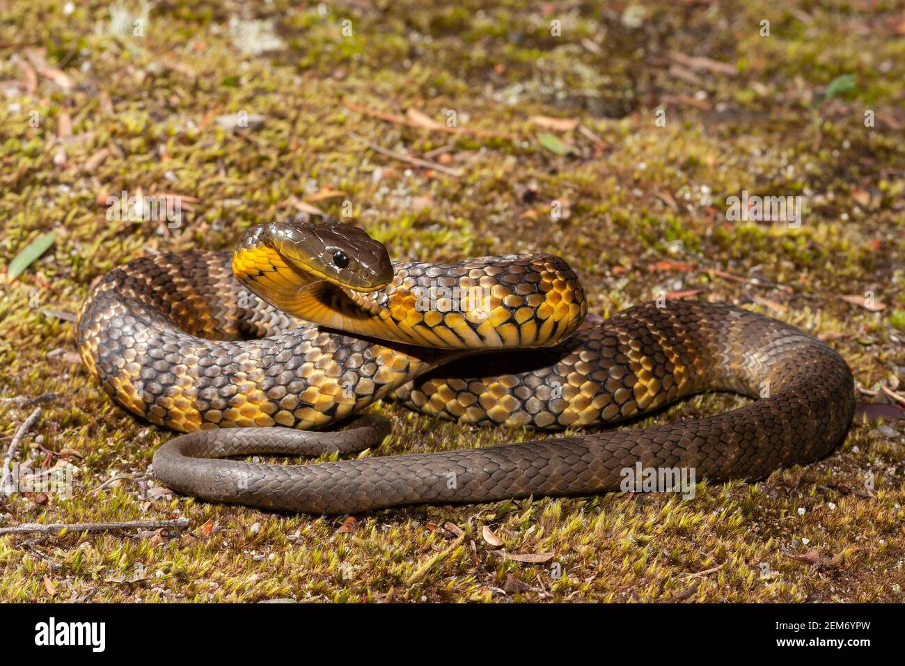 Australian Eastern Tiger Snake in defence stance Stock Photo - Alamy