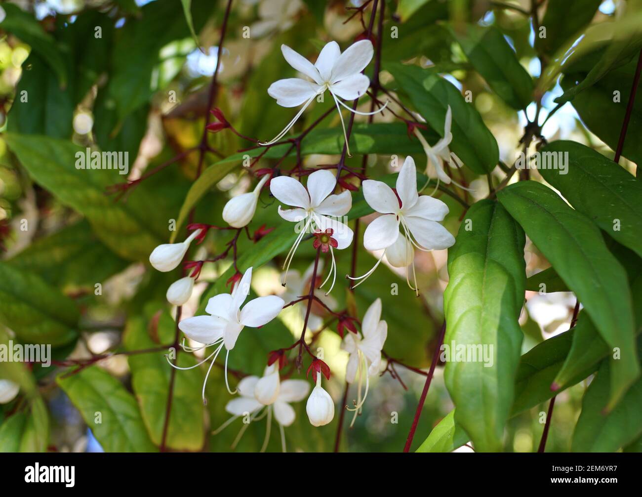 A cluster of Light Bulb Clerodendrum flowers Stock Photo - Alamy