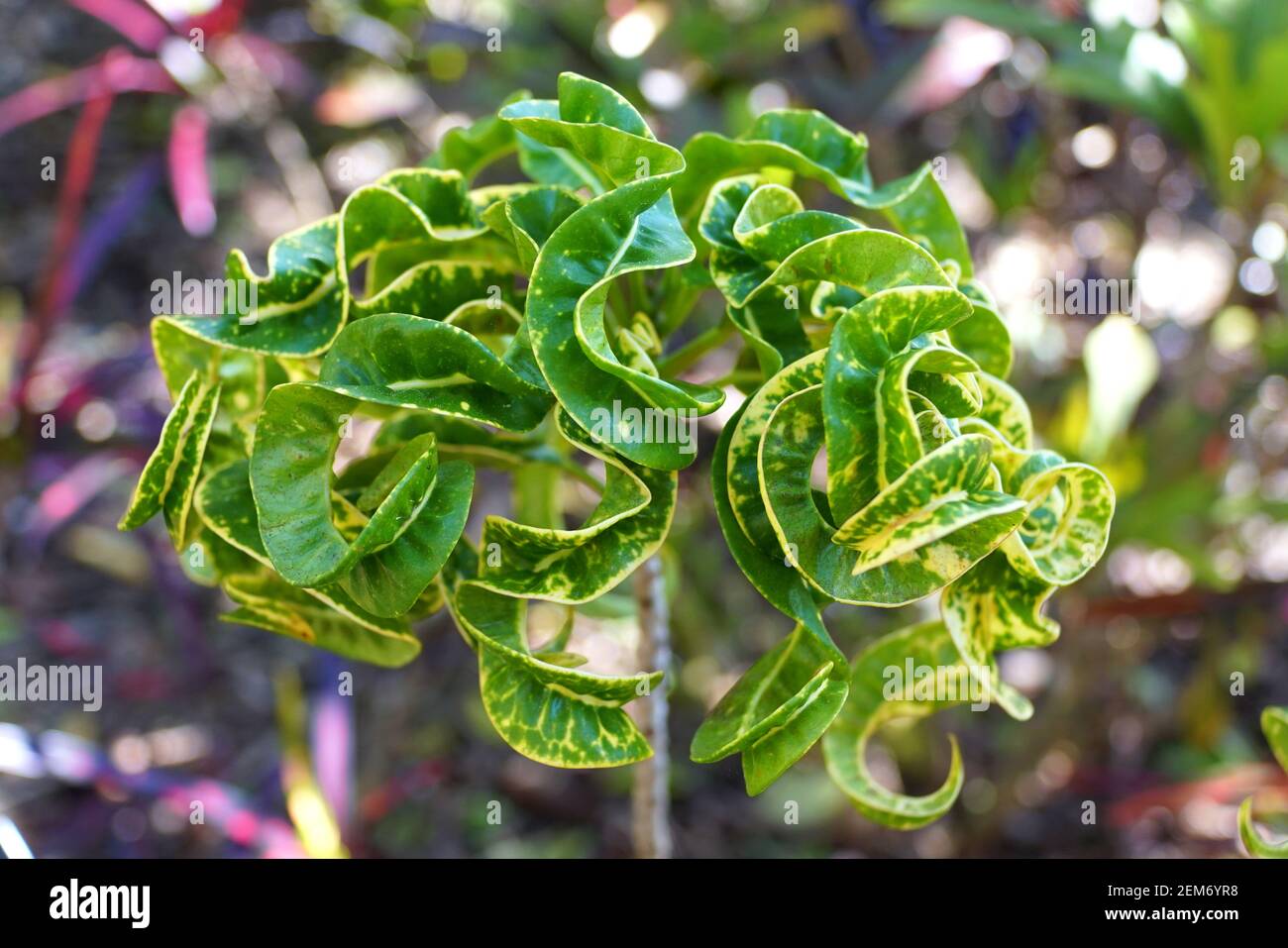 Rams horn hi-res stock photography and images - Alamy
