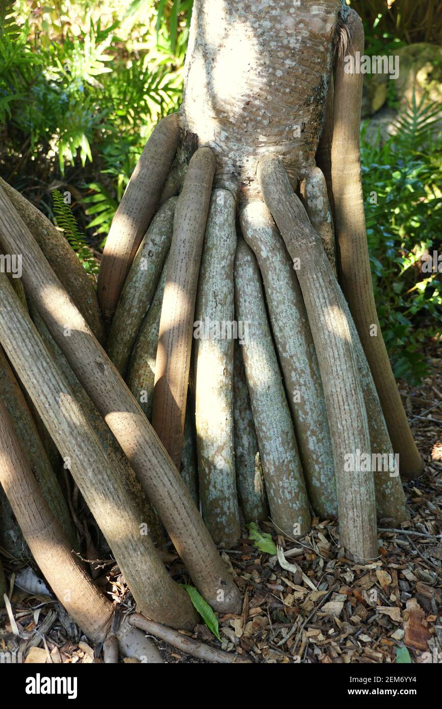 The long and big roots of Screwpine tree, originally from Madagascar ...