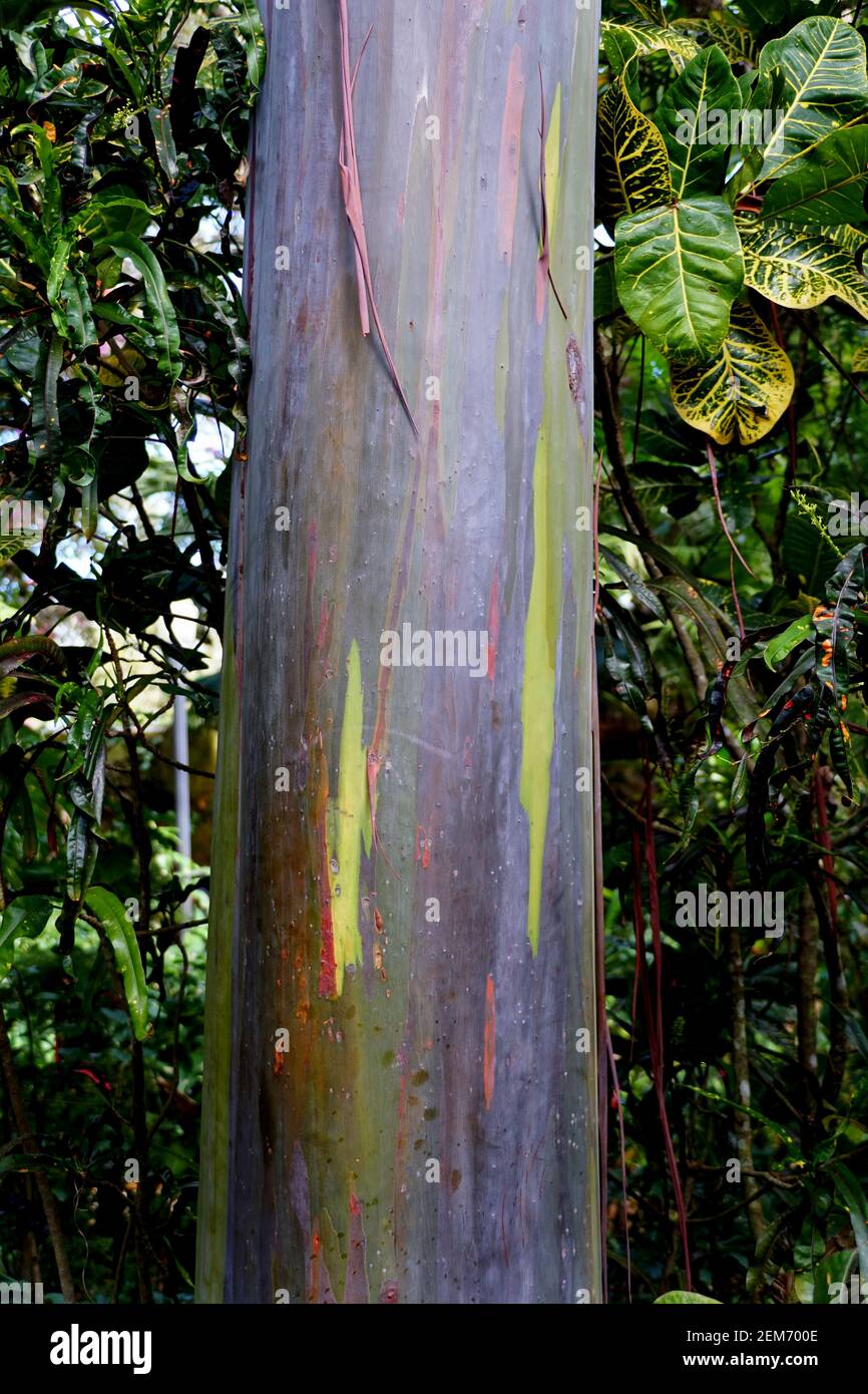 The close up of the colorful trunk of Rainbow Eucalyptus tree ...