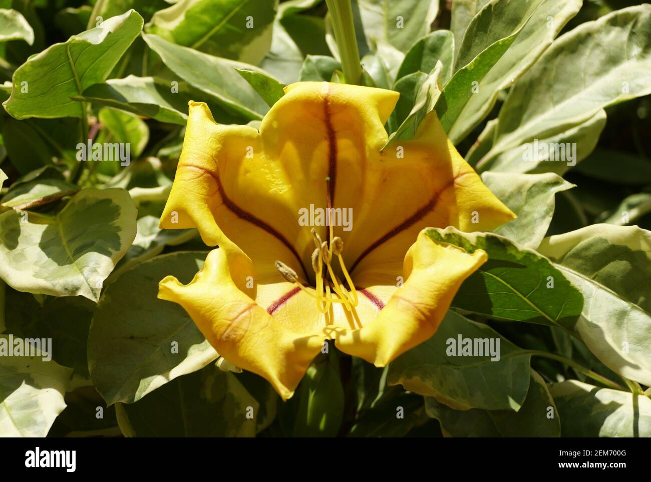 Lily Flower Hawaii