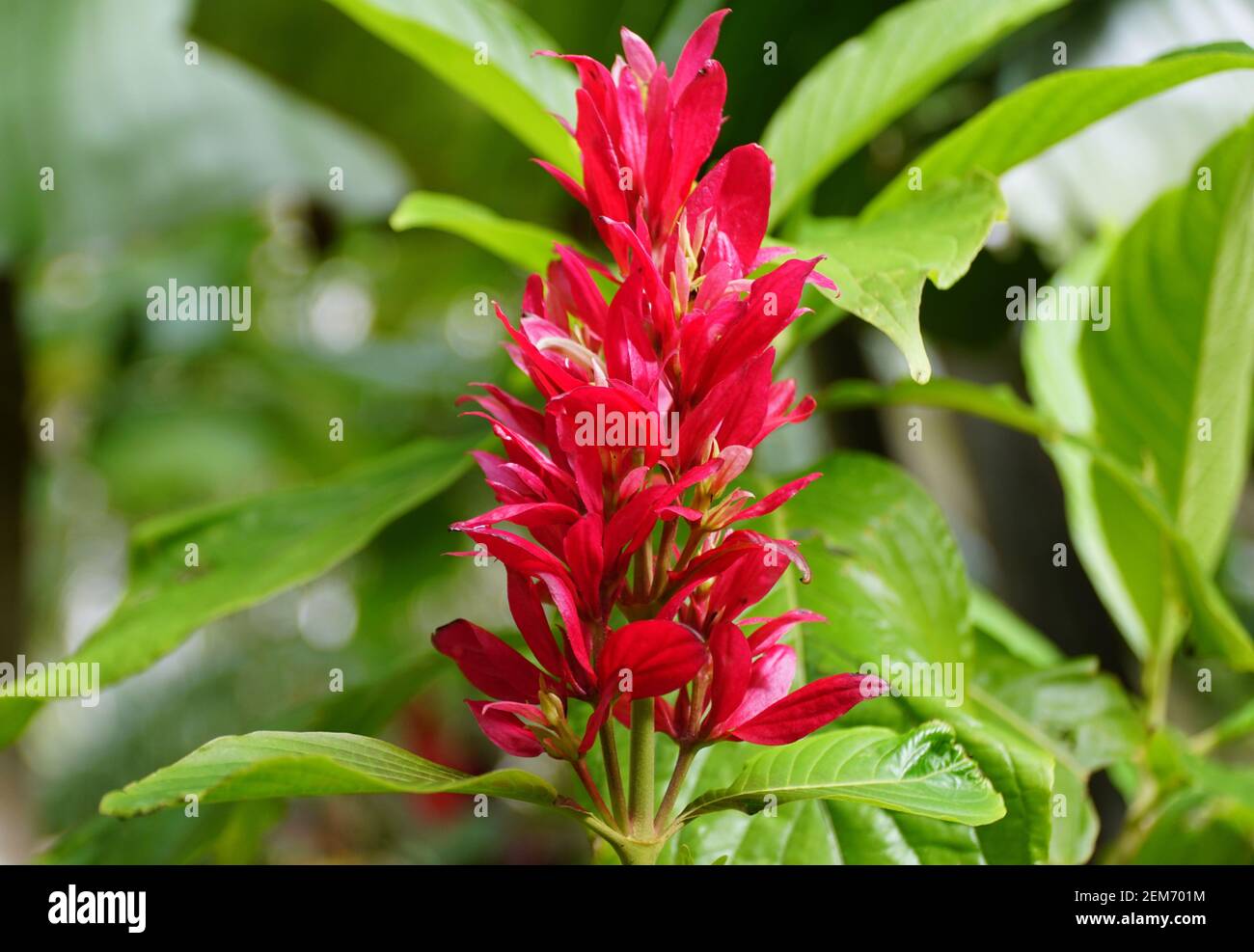 Red cloak hi-res stock photography and images - Alamy