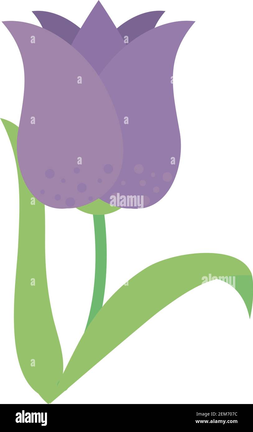 beautiful purple tulip icon over white background, colorful design ...