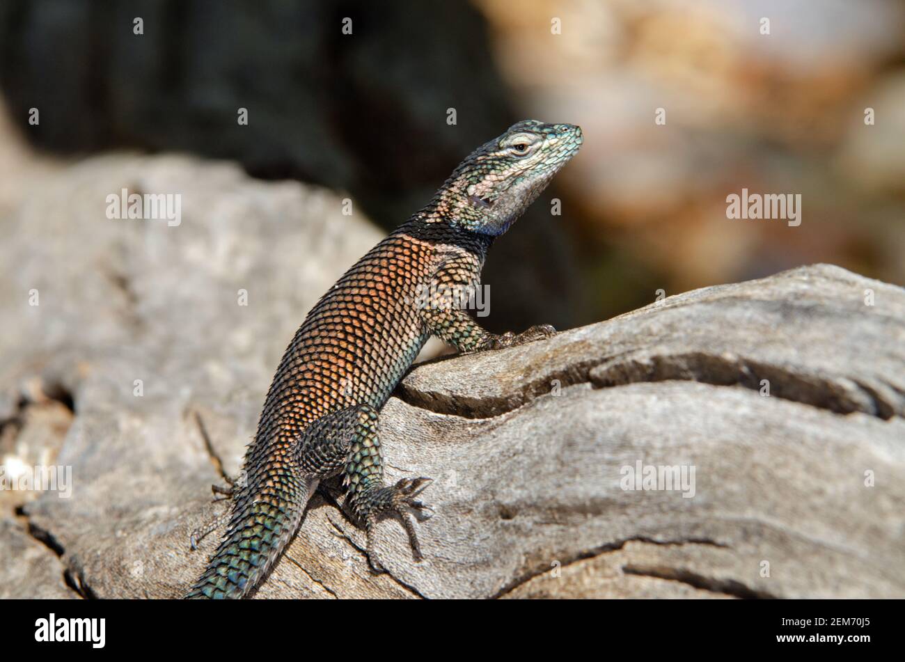 Yarrows spiny lizard hi-res stock photography and images - Alamy