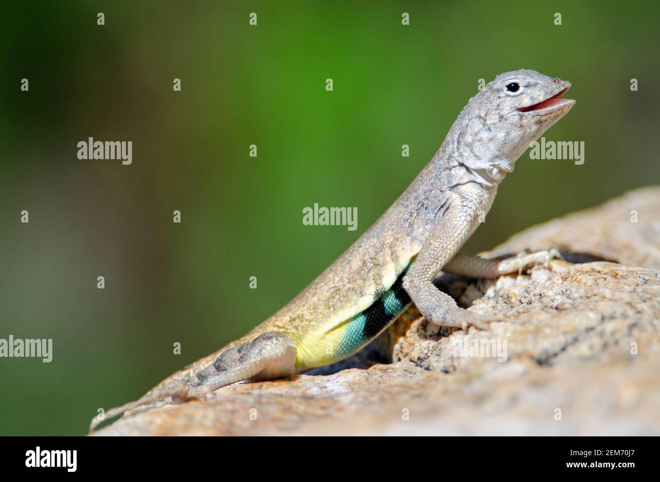 Zebra-tailed Lizard (Callisaurus draconoides Stock Photo - Alamy