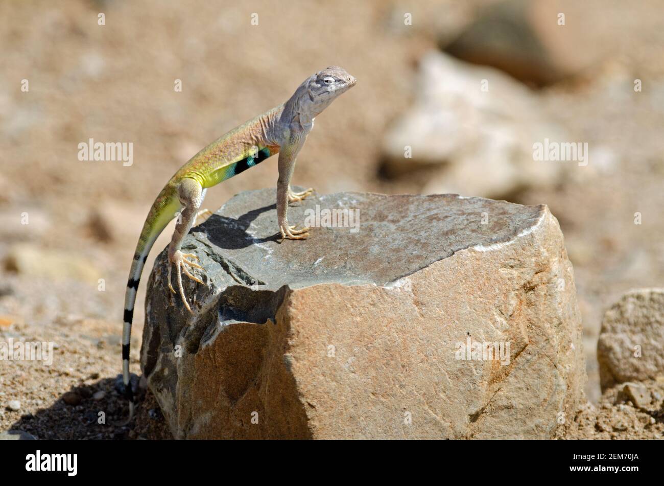 Zebra-tailed Lizard (Callisaurus draconoides Stock Photo - Alamy