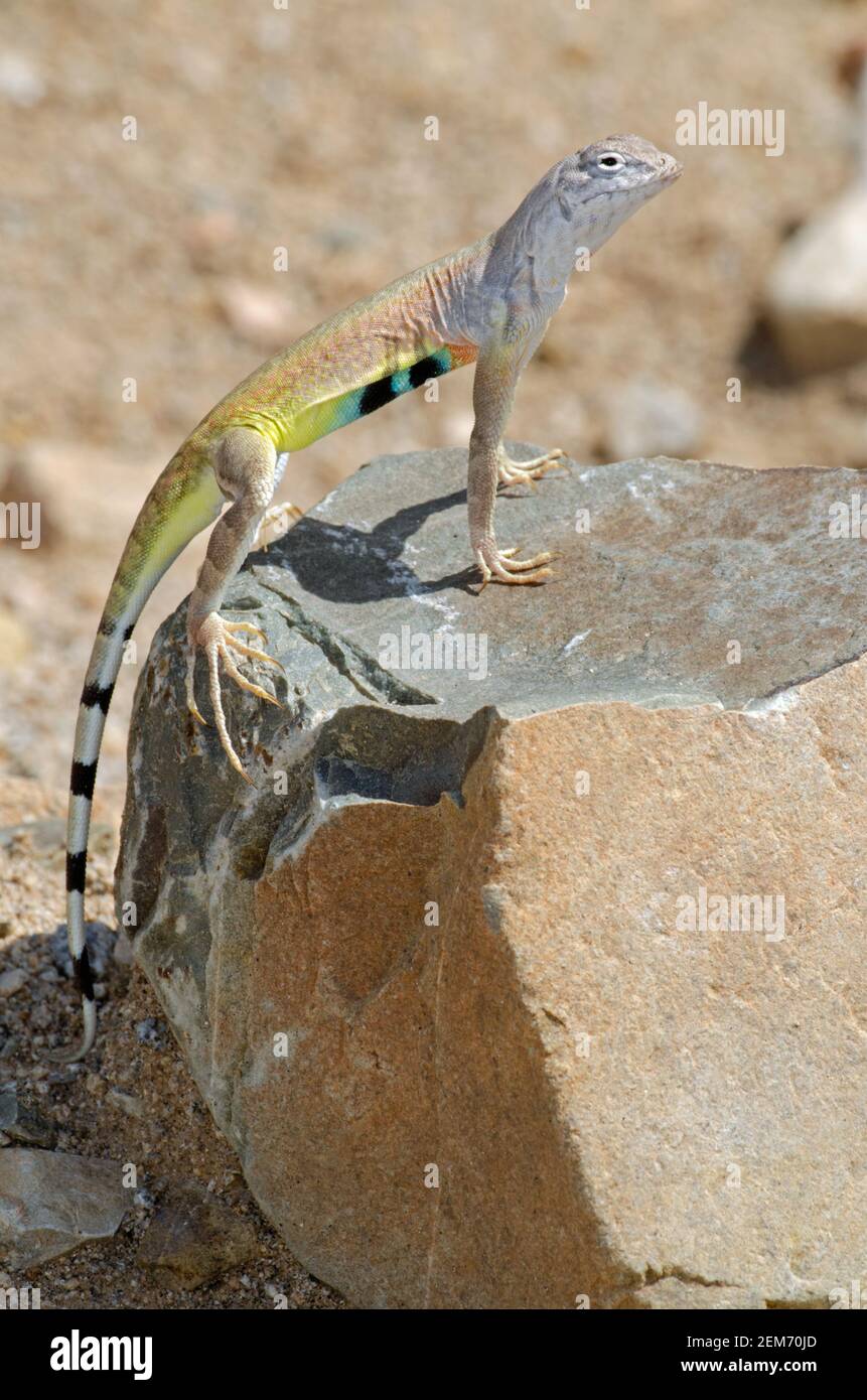 Zebra-tailed Lizard (Callisaurus draconoides Stock Photo - Alamy