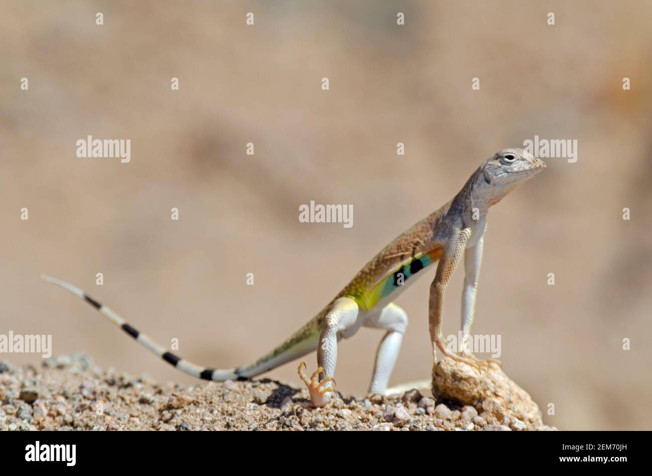 Zebra-tailed Lizard (Callisaurus draconoides Stock Photo - Alamy