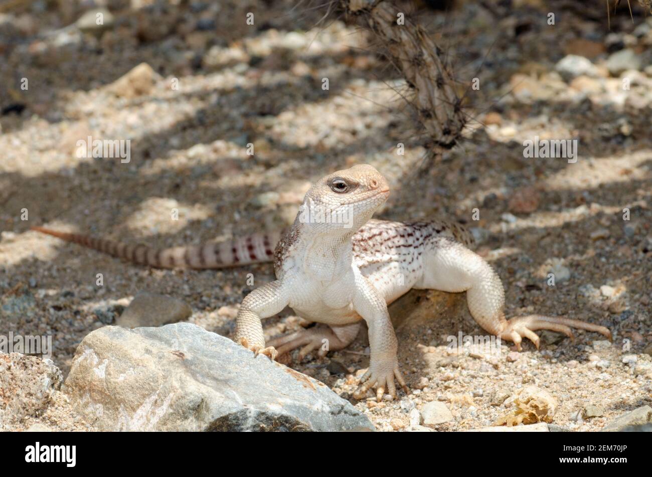 Desert Iguana (Dipsosaurus dorsalis Stock Photo - Alamy