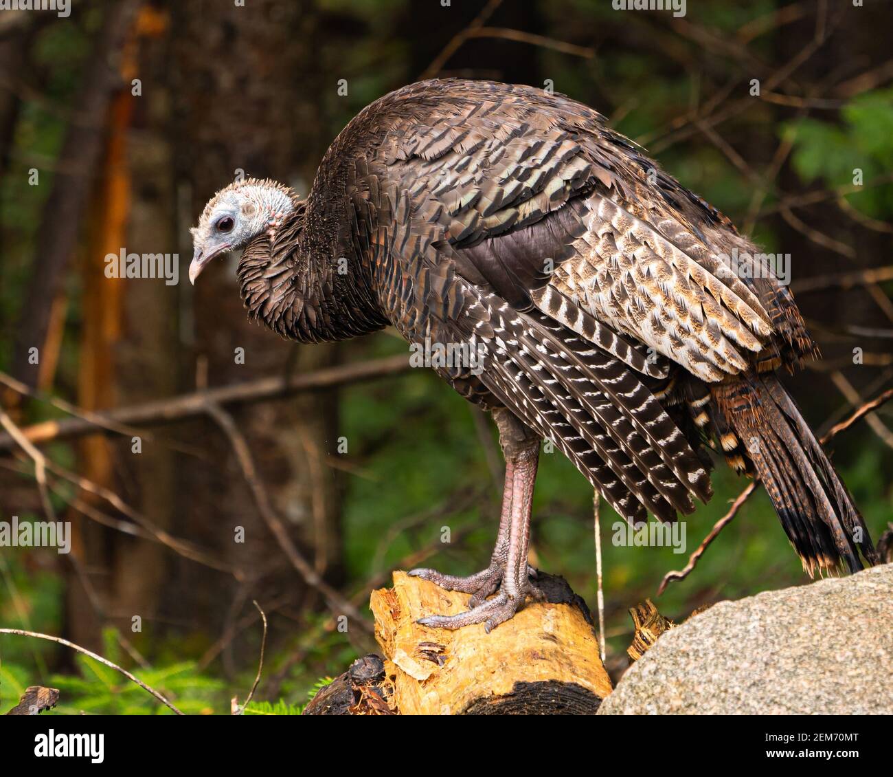 Purple and green turkey tail hi-res stock photography and images - Alamy