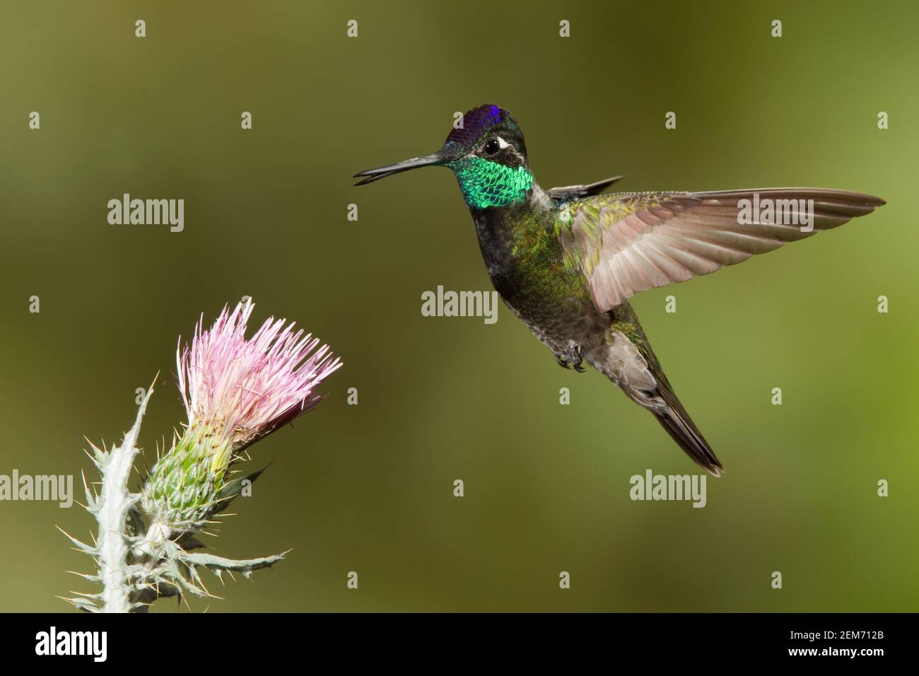 Magnificent Hummingbird male, Eugenes fulgens, feeding at thistle ...