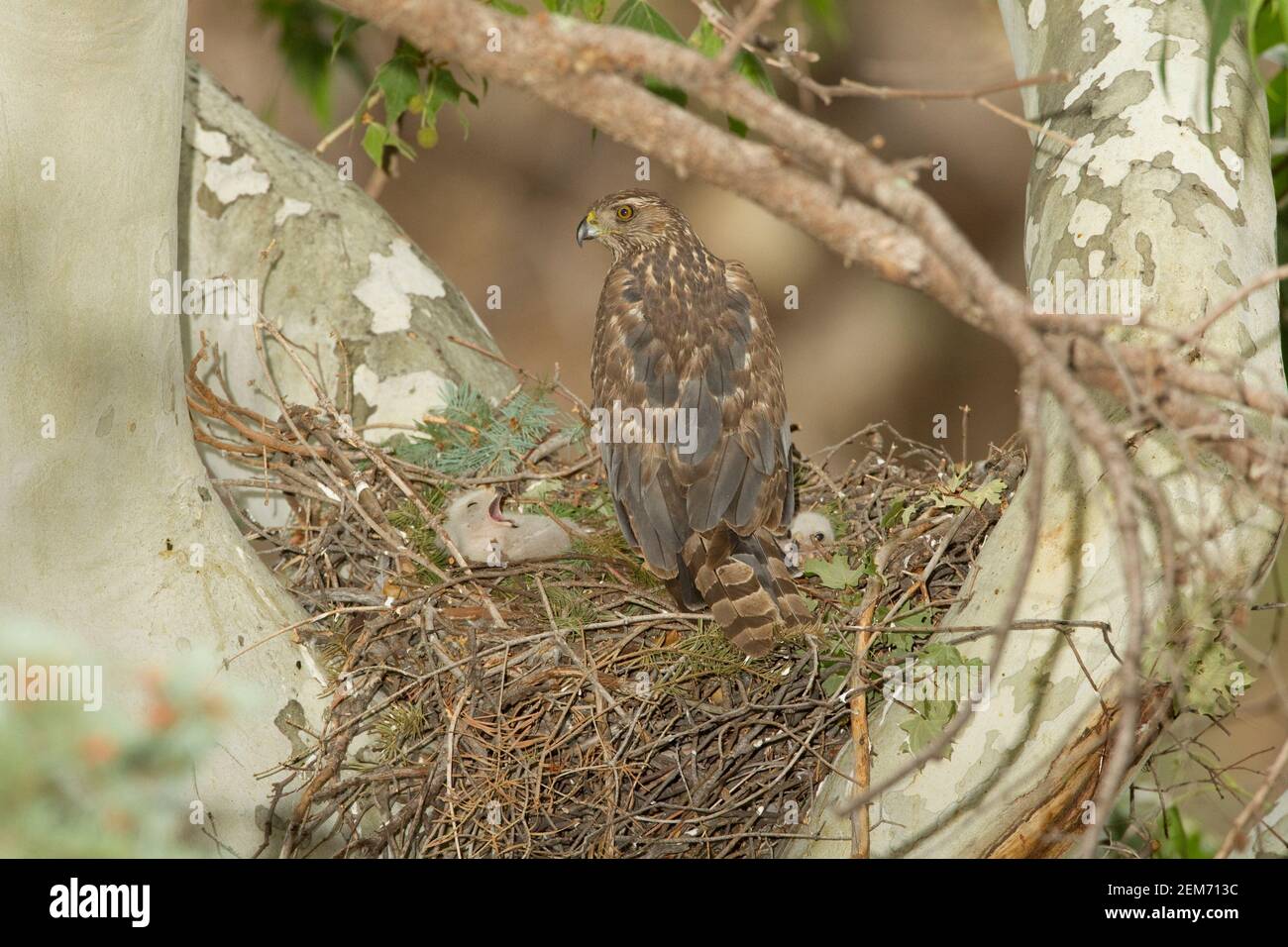 Northern Goshawk female and nestlings at nest, Accipiter gentilis, in ...
