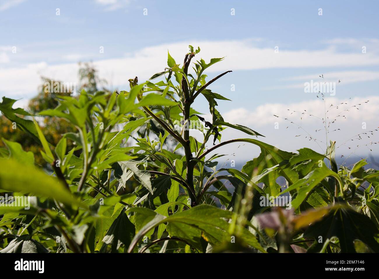 growing shoot from soil Stock Photo - Alamy