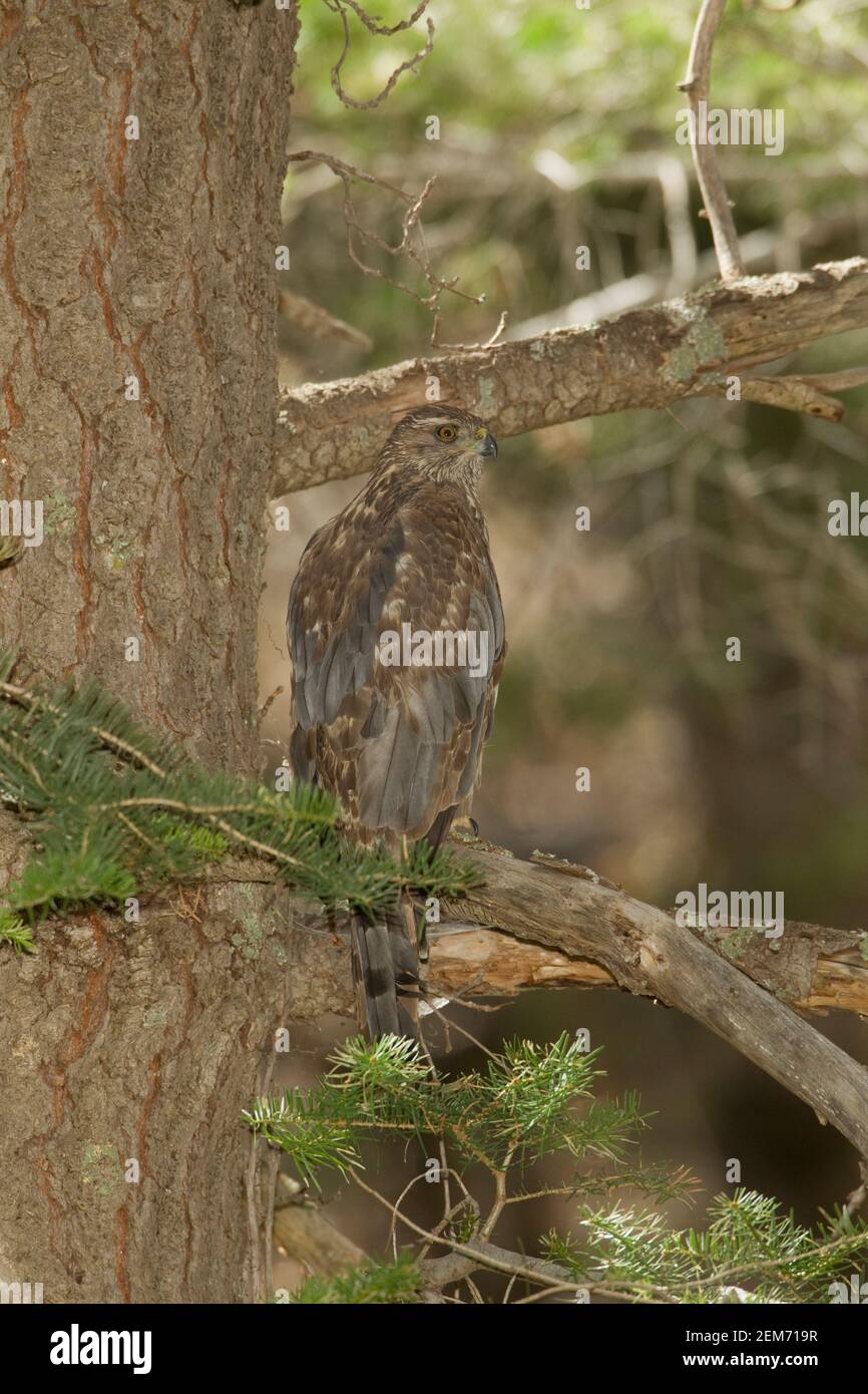 Northern Goshawk female second year, Accipiter gentilis, perched in ...