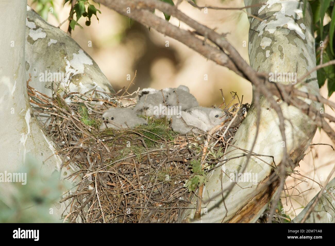 Nesting raptor hi-res stock photography and images - Alamy
