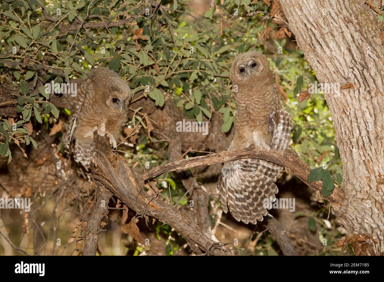 Mexican Spotted Owl fledglings stretching wing, Strix occidentalis ...