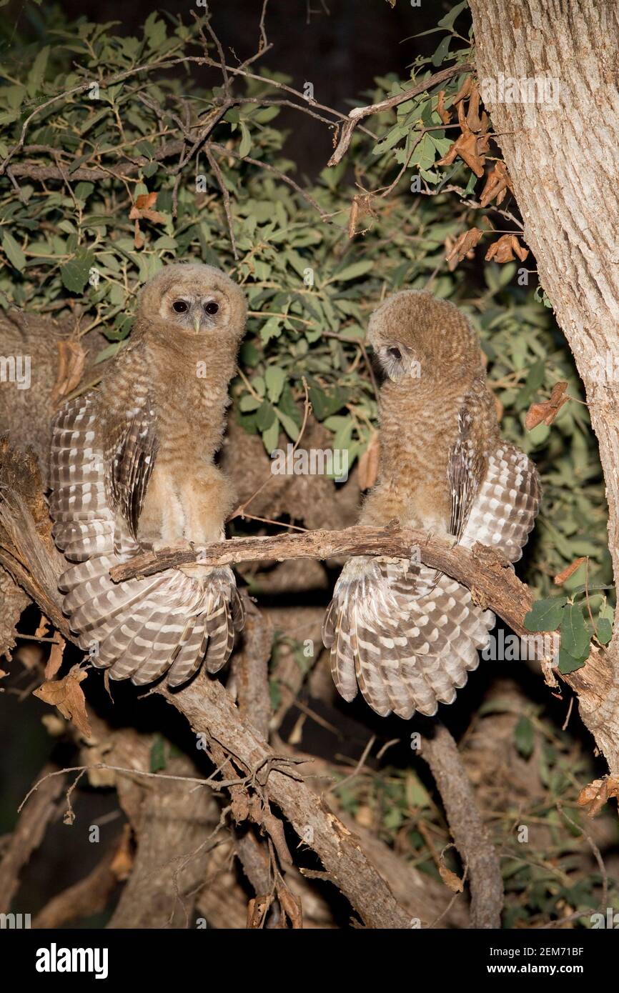 Mexican Spotted Owl fledglings stretching wings, Strix occidentalis ...