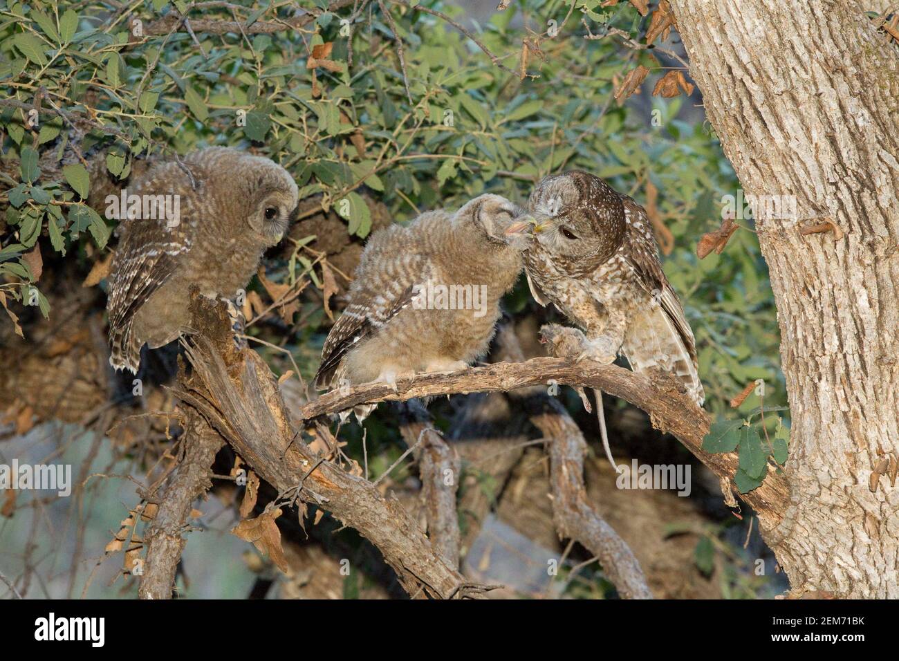 Mexican Spotted Owl Female feeding fledglings, Strix occidentalis Stock ...