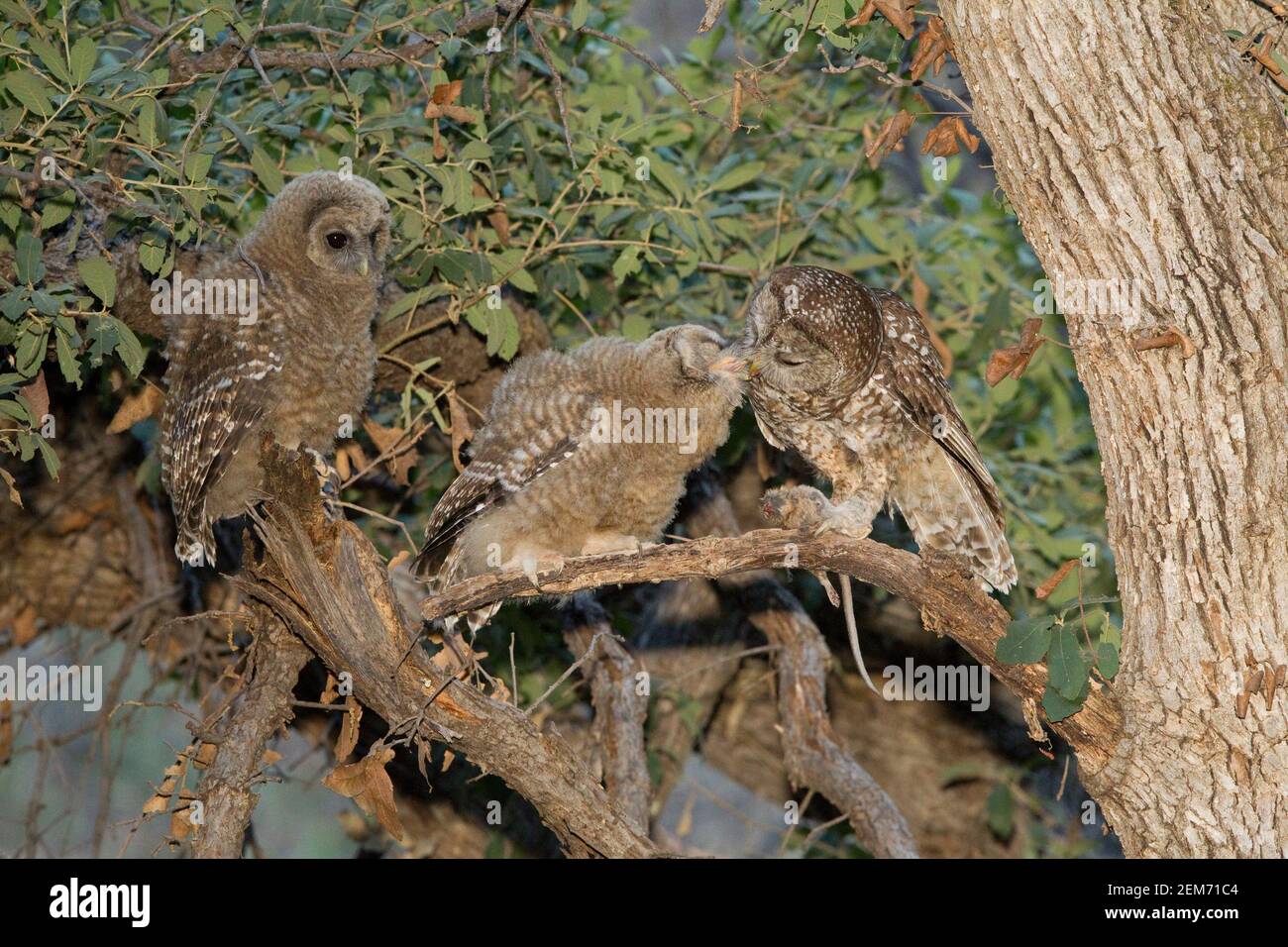 Mexican Spotted Owl Female feeding fledglings, Strix occidentalis Stock ...