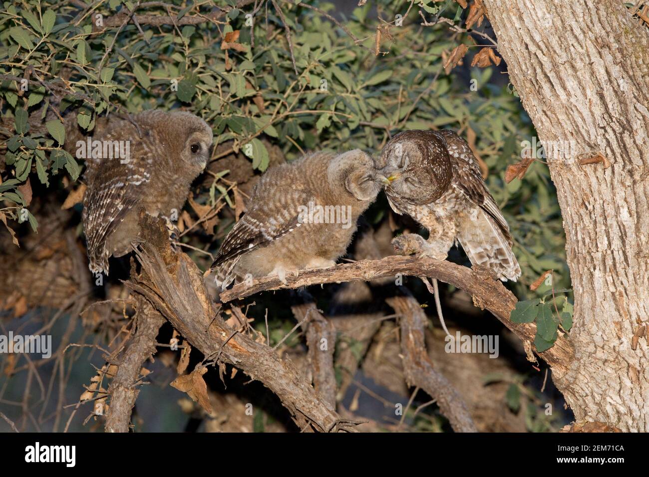 Mexican Spotted Owl Female feeding fledglings, Strix occidentalis Stock ...