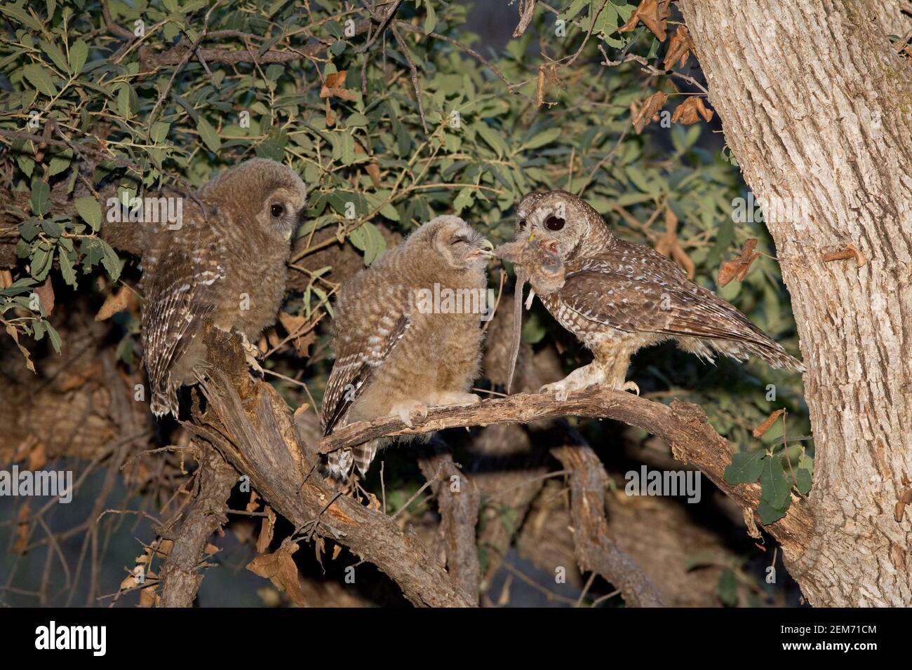 Mexican Spotted Owl Female feeding fledglings, Strix occidentalis Stock ...