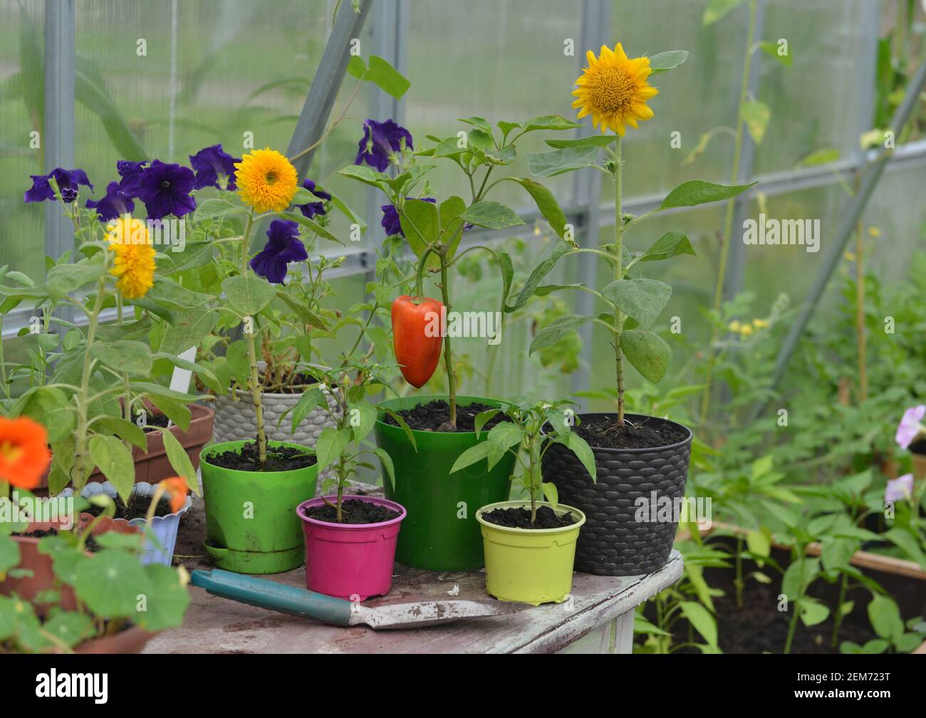 Pots with small sunflowers and working spade on the table in greenhouse ...