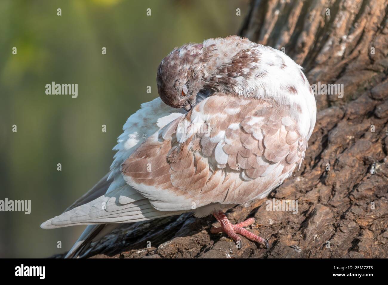 White and brown pigeon cleans its featers. Domestic pigeon bird and ...