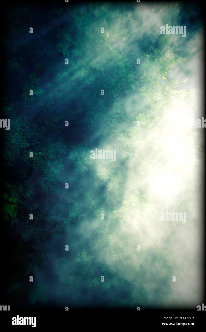 Beams of light pouring through smoke in the woods Stock Photo - Alamy