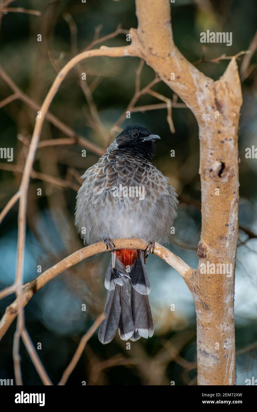 Apple Valley, Minnesota. Red-vented Bulbul, Pycnonotus cafer standing ...