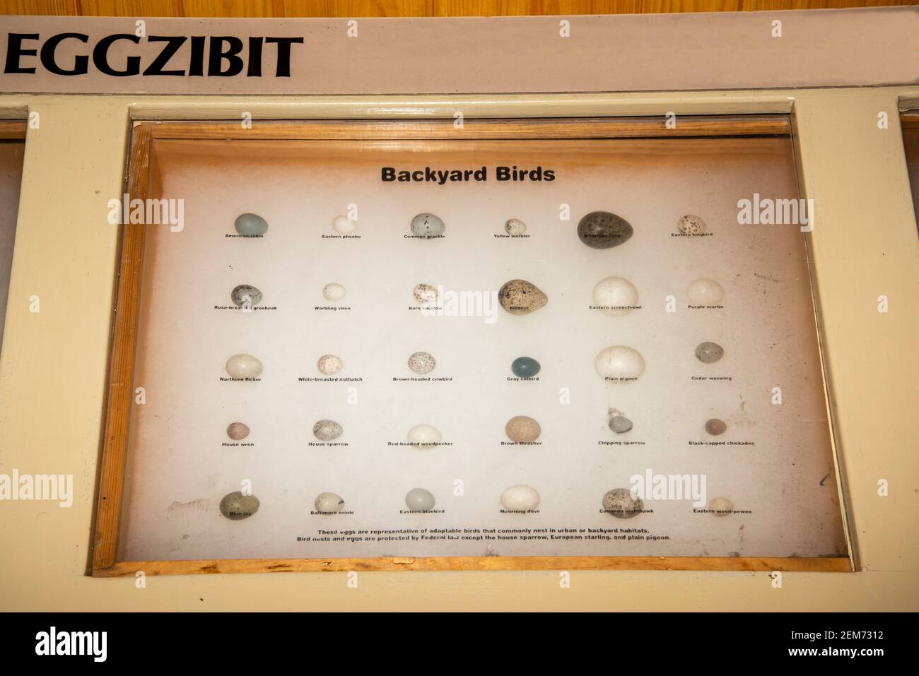 Display for backyard bird egg identification Stock Photo - Alamy