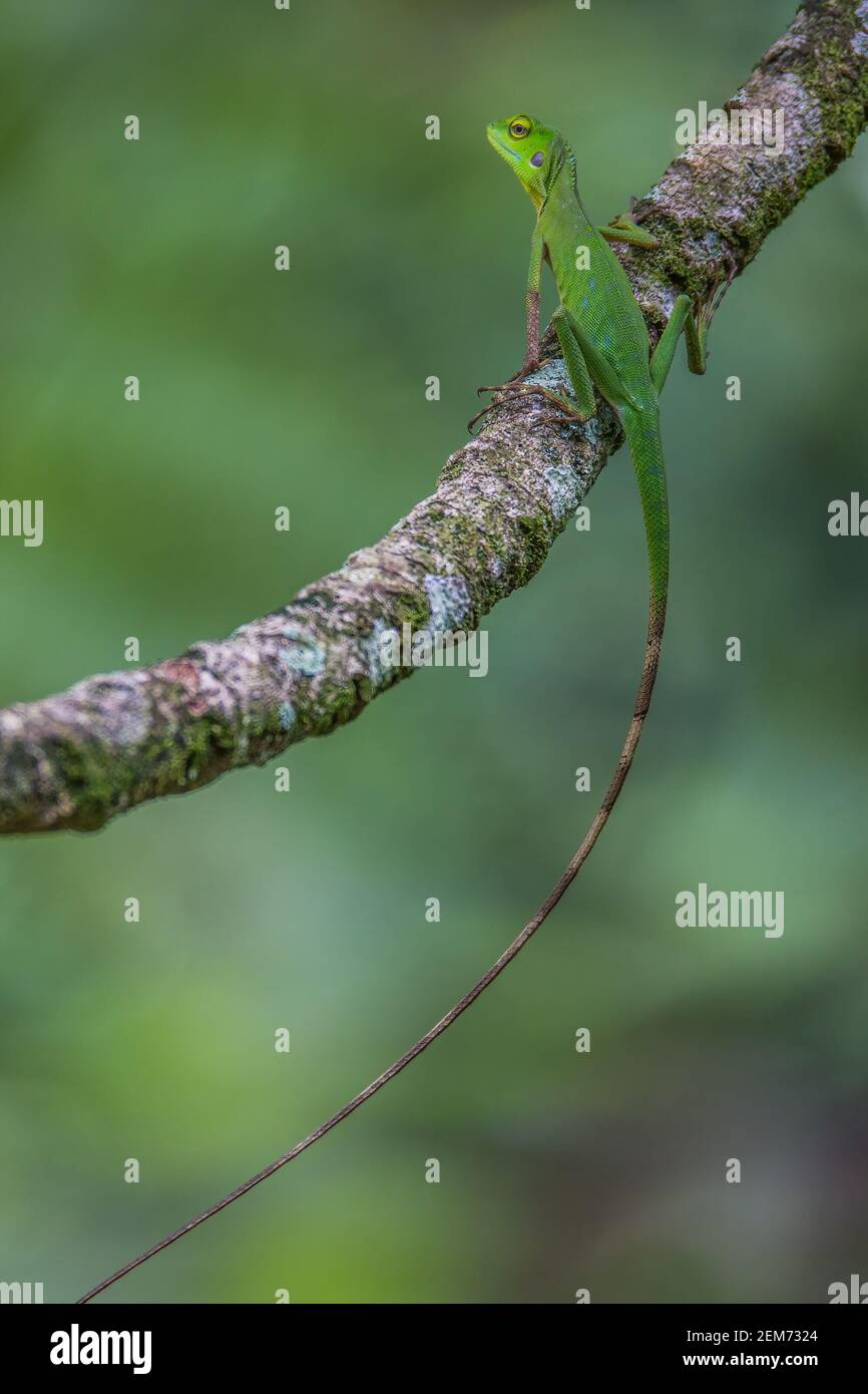 Green crested lizard hi-res stock photography and images - Alamy