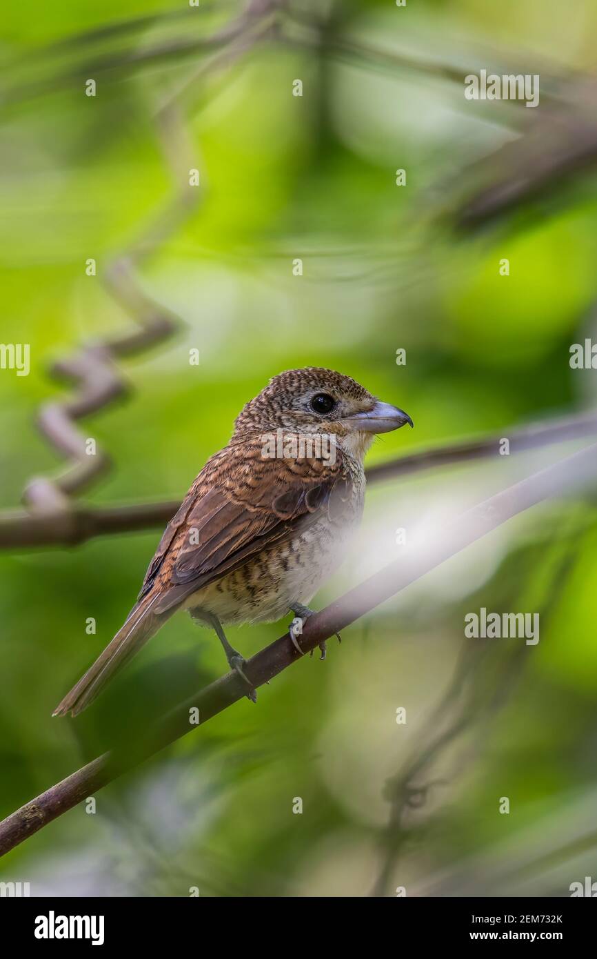 tiger shrike or thick-billed shrike Lanius tigrinus Stock Photo - Alamy
