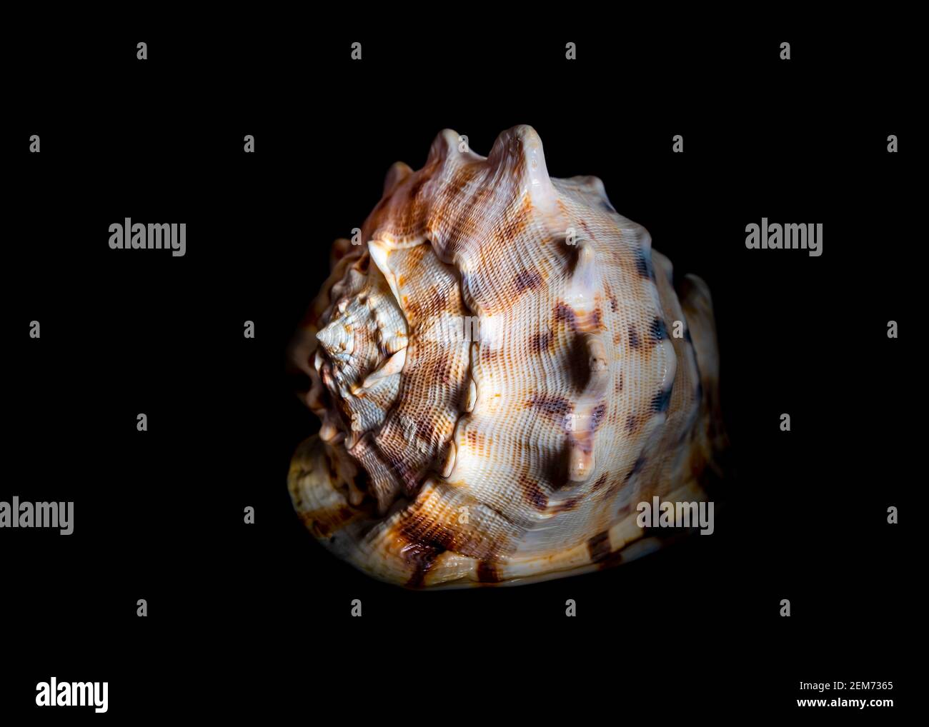 Isolated sea shell illuminated by side light on black background Stock ...