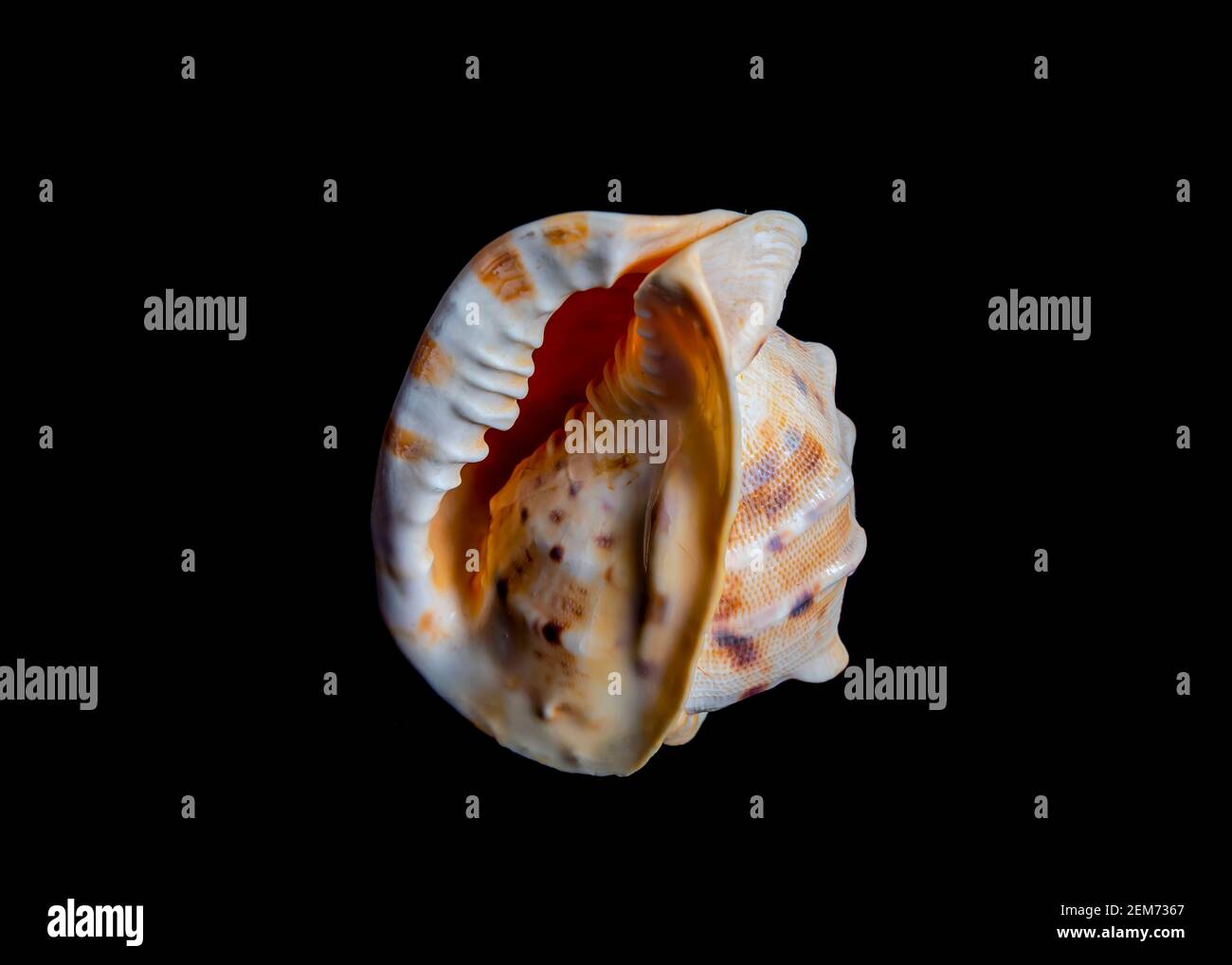 Isolated sea shell illuminated by side light on black background Stock ...