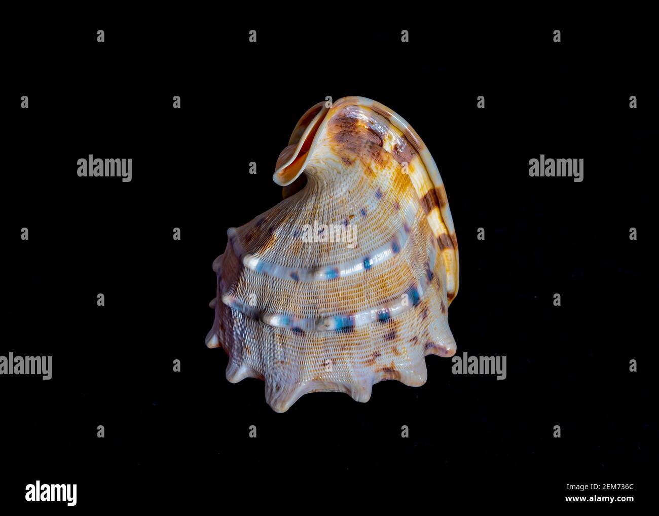 Isolated sea shell illuminated by side light on black background Stock ...