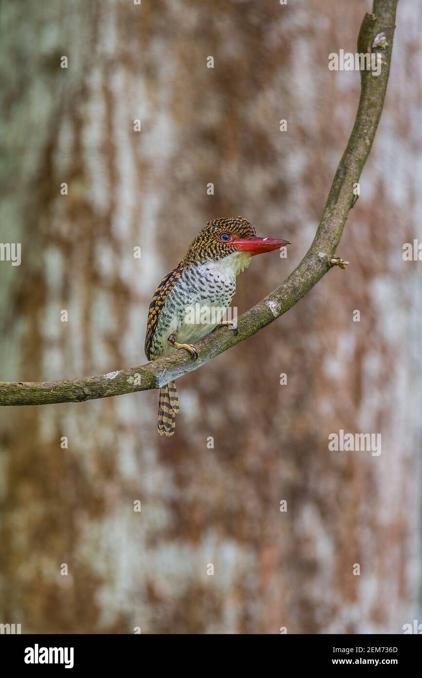 banded kingfisher Lacedo pulchella female Stock Photo - Alamy