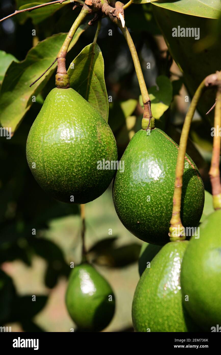 Rwandan avocado hi-res stock photography and images - Alamy