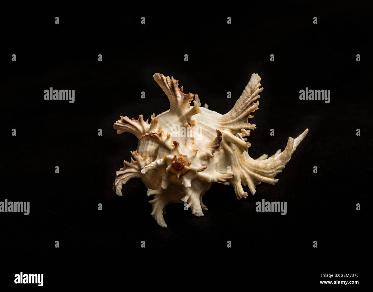 Isolated sea shell illuminated by side light on black background Stock ...