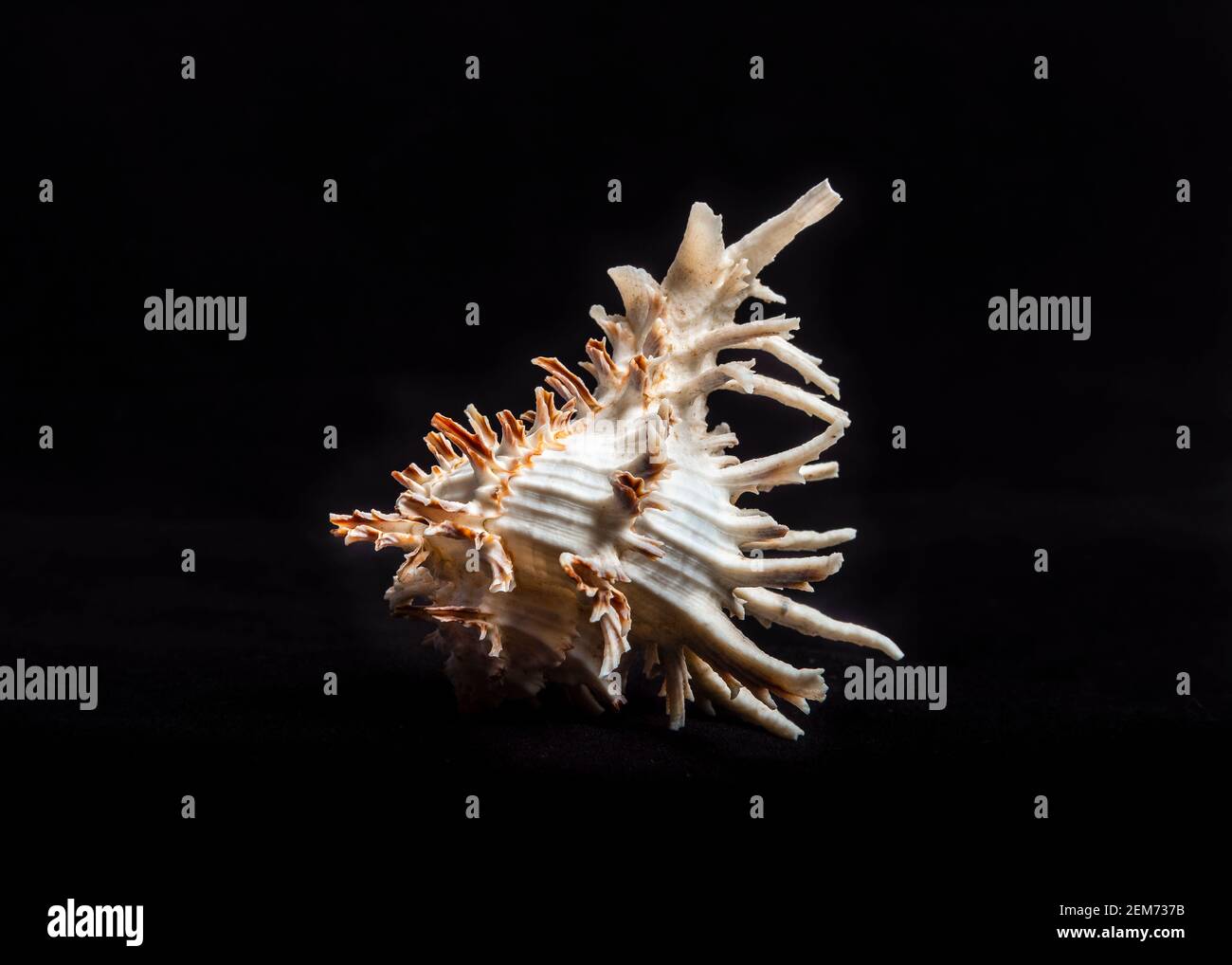 Isolated sea shell illuminated by side light on black background Stock ...