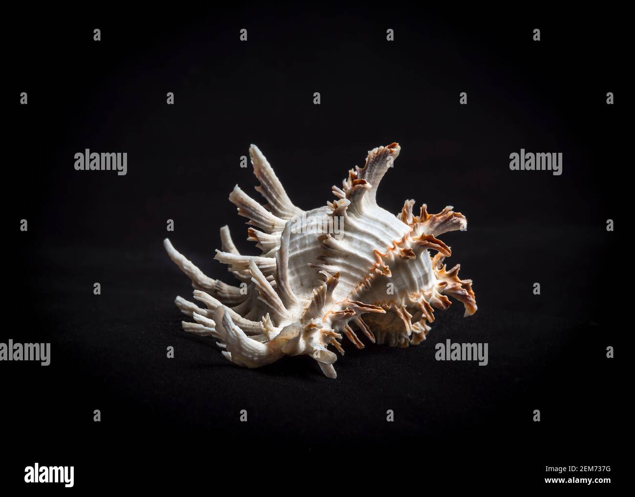 Isolated sea shell illuminated by side light on black background Stock ...
