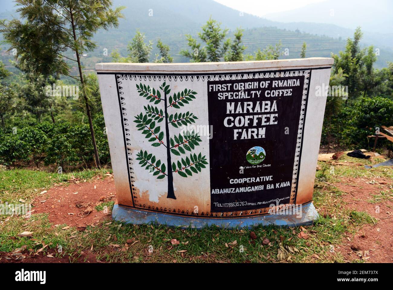 Marba coffee farm in Huye, Rwanda Stock Photo - Alamy