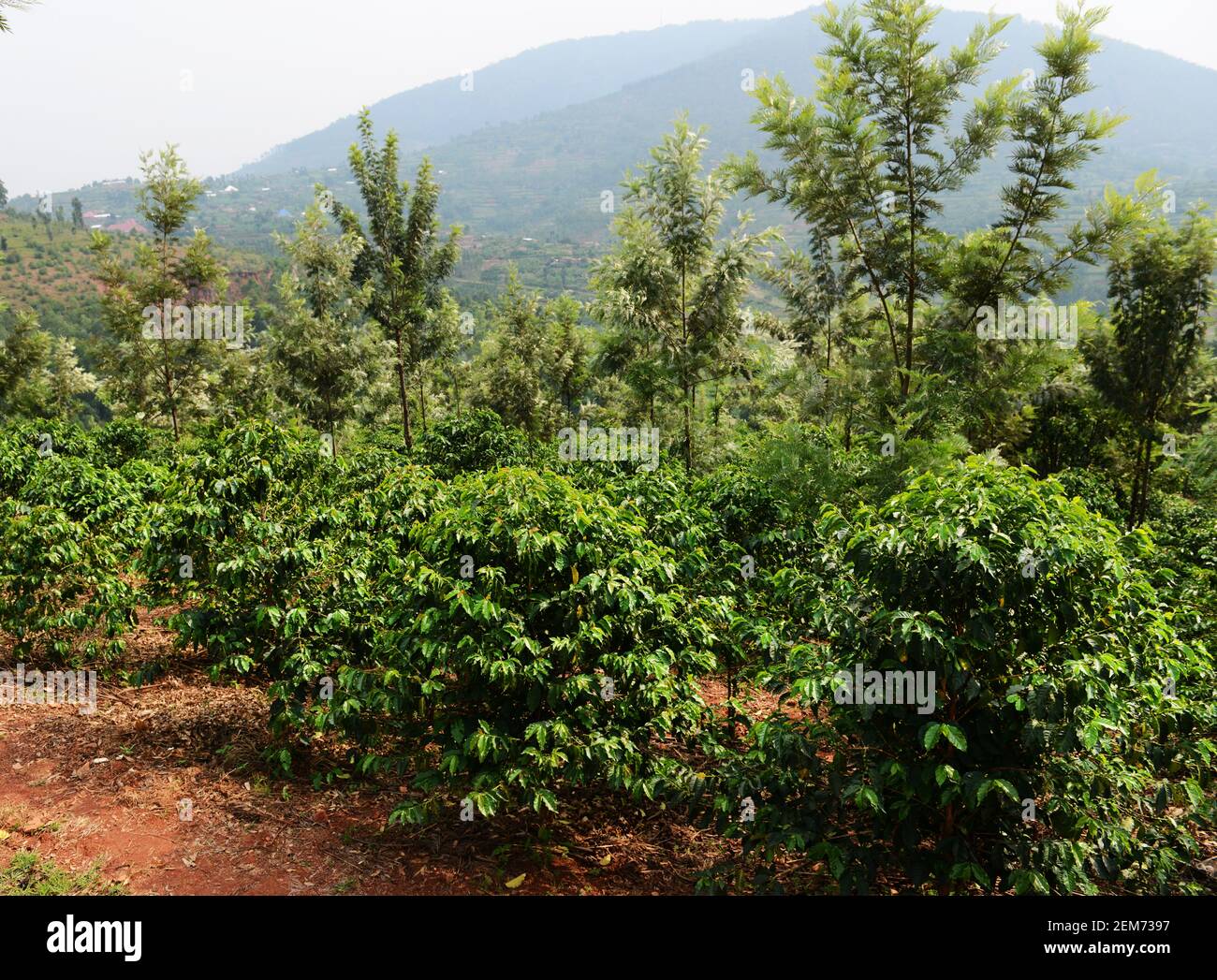 Marba coffee farm in Huye, Rwanda Stock Photo - Alamy